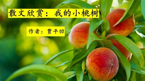 散文欣赏 我的小桃树作者贾平凹 Prose Appreciation My little Peach Tree Wo De Xiao
