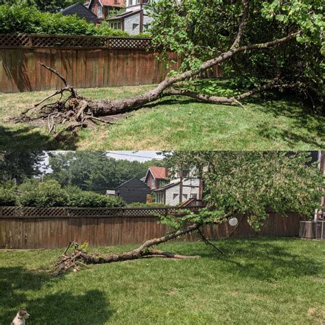 One Year Ago Our Tree Fell Down Its Still Alive Album On Imgur