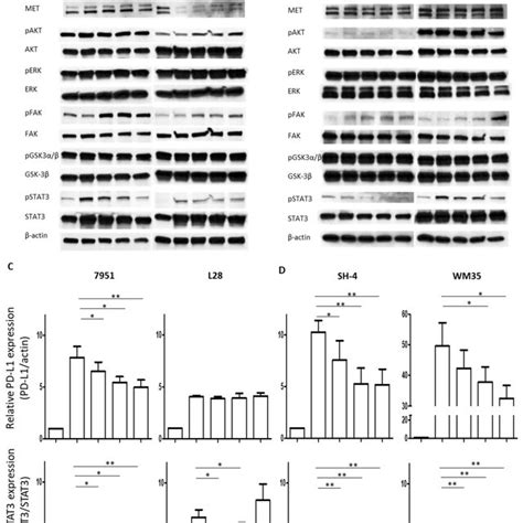 Met Inhibition Diminishes Ifn γ Induced Pd L1 Expression By Reducing