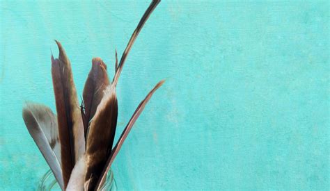 Close Up Of Eagle Feather On Blue Background Eagle Feather Background