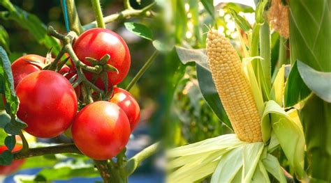How Long Does It Take For Corn And Tomatoes To Germinate Storables