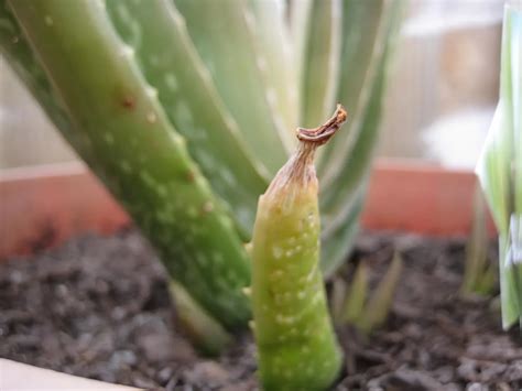 Pourquoi Mon Aloé Vera Devient Marron Identifier Les Causes Pour