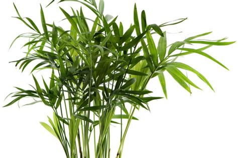 Bergpalme richtig pflegen » Anleitung & Tipps
