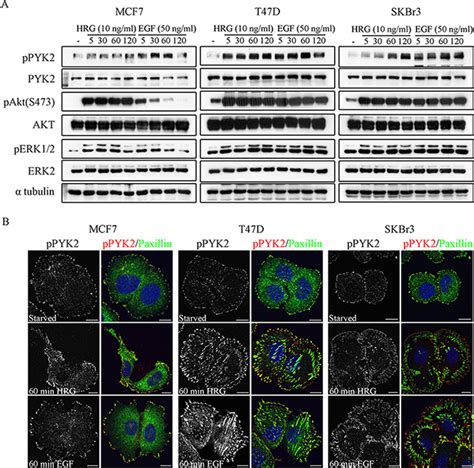Pyk2 Integrates Growth Factor And Cytokine Receptors Signaling And