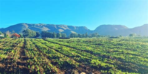 Springfontein Wine Estate Wine In The Cape Wine Estate