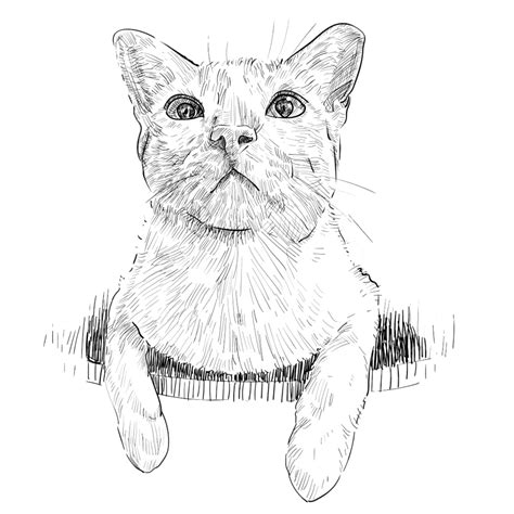 Drawing Of Cute Cat Lying Fur Pose Fluffy PNG And Vector With Transparent Background For Free