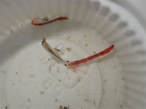 繁殖させたゲンゴロウ類の幼虫に与えるエサは何？種類別に解説 水たまりクラブ