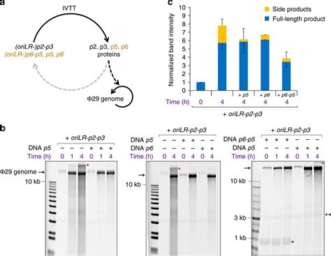 Replication Of The Φ29 Genome With De Novo Synthesized Proteins A Download Scientific Diagram