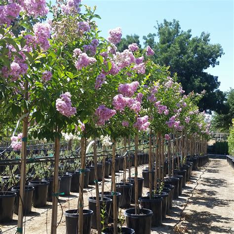 Lagerstroemia Indica X Fauriei Muskogee