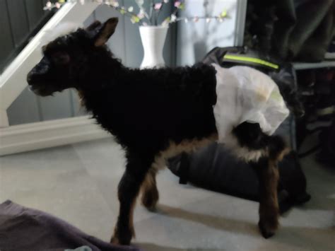Prosthesis For A Three Legged Sheep Using An Egc Sensor And Servo