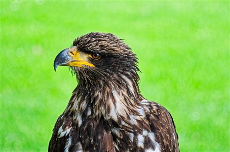 Free Images Roofvogel Vertebrate Beak Bird Of Prey Accipitridae