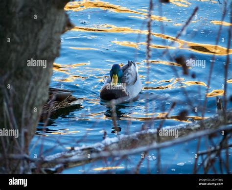 The Mallard Anas Platyrhynchos Is A Species Of Anseriform Bird From The