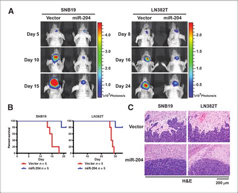 Reintroduction Of Mir 204 Suppresses Glioma Tumorigenesis And