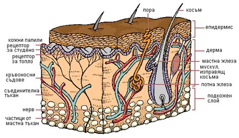 покривка на тялото Кожа