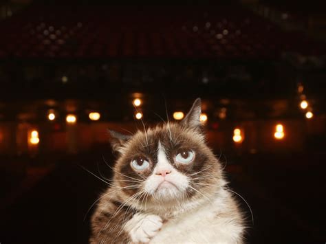 Grumpy Cat Wednesday Meme