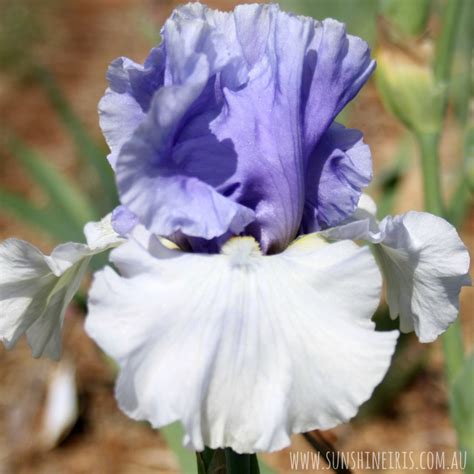 Alpenview Iris Flowers Iris Bulbs Sunshine Iris And Daylily Nursery