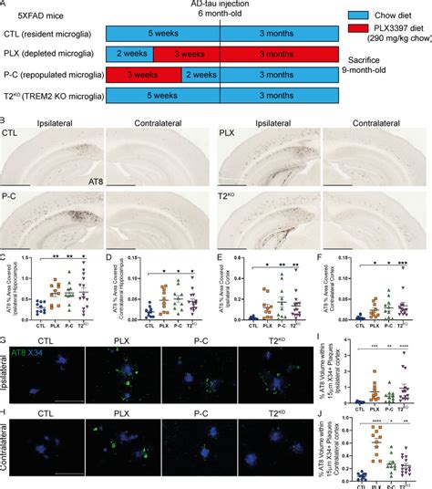 Activated Microglia Mitigate Aβ Associated Tau Seeding And Spreading Pmc