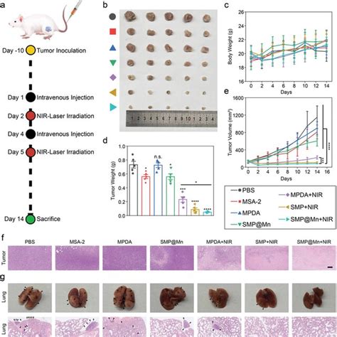 In Vivo Antitumor Efficacy Of Smpmn A Schematic Illustration Of The