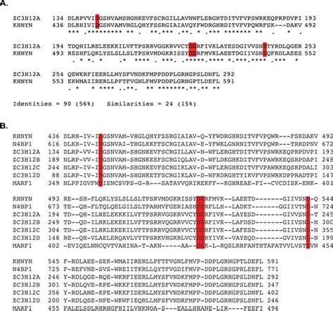 Figures And Data In Khnyn Is Essential For The Zinc Finger Antiviral