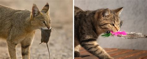 Mycatdoesthat Panthera