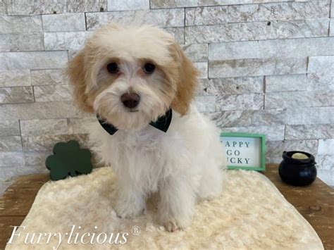Cavapoochon Dog Female White And Sable 4038346 Furrylicious Puppy Boutique