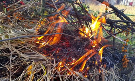 Bonfire Or Fire Burning Branches Of A Tree And Dry Grass Stock Image