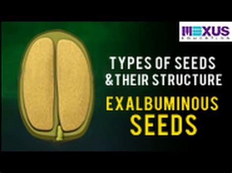 Types Of Seeds And Their Structure Exalbuminous Seeds Youtube