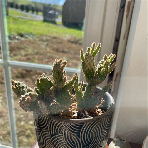 🌵 What Temperature Should My Drooping Prickly Pear Be Kept At