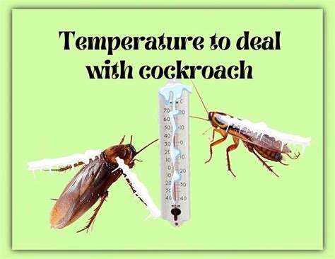 What Temperature Kills Cockroach Eggs And How To Do It