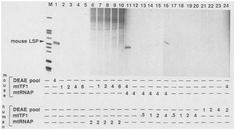 Heterologous In Vitro Transcription Of The Mouse Mtdna Lsp The Mouse