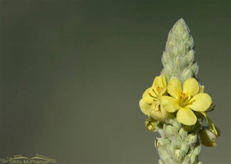 Common Mullein Close Up Mia Mcphersons On The Wing Photography