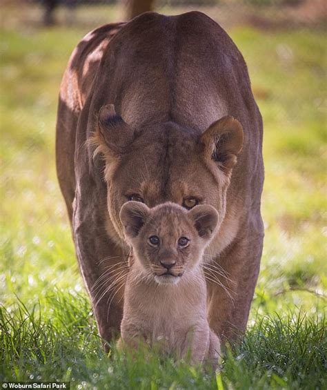 Lion Cubs Playfight As They Venture Outside For The First Time Daily