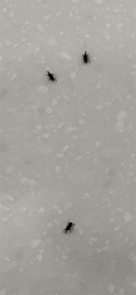 What Is This Insect Infesting My Home Rinsects