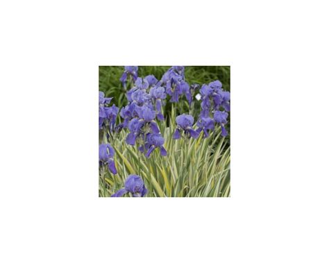 Gold Variegated Sweet Iris