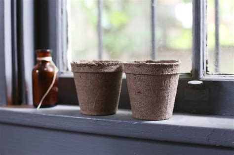 Planting Hibiscus Seeds A Step By Step Guide