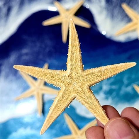 خرید و قیمت ستاره دریایی 5 تا 7 سانتی از غرفه صدف تزئینی