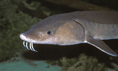 Types Of Sturgeon Freshwater Vs Saltwater Species Siaa