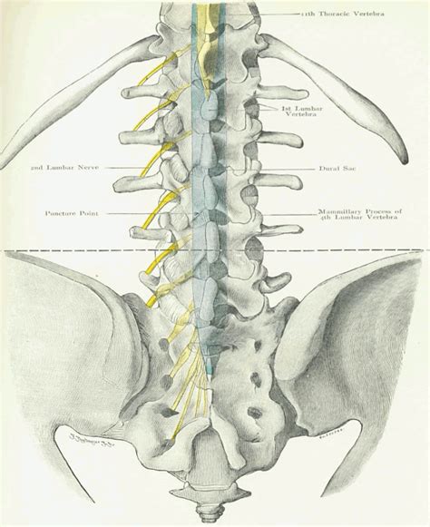 Spinal Anatomy And Nerves Lumbar Spine Anterior And Posterior Back My Xxx Hot Girl