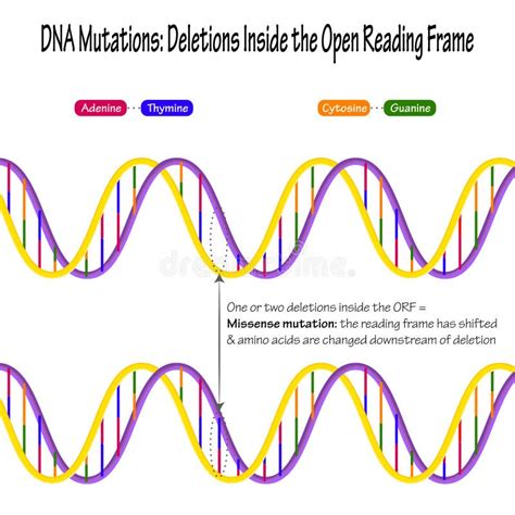 Dna Mutagenesis Stock Illustrations Dna Mutagenesis Stock Illustrations Vectors Clipart