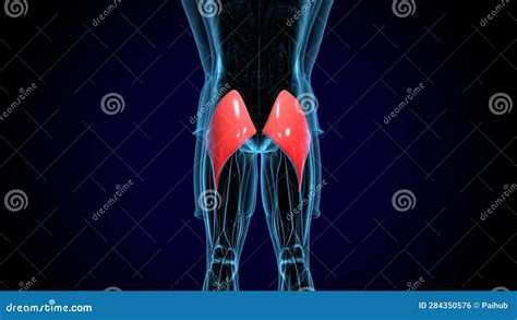 Male Human Hip Muscle Anatomy 3d Illustration Stock Illustration