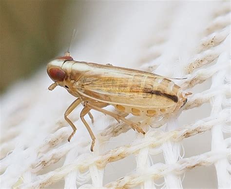 Kelisia Vittipennis Kelisia Vittipennis Naturbasen