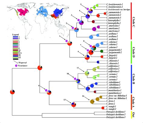 ancestral area reconstructions based on the bbm method in rasp the