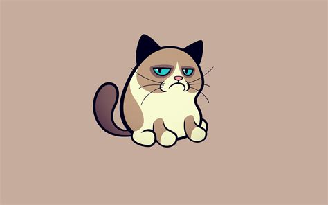 Обои кот сердитый котик Cat кошка для рабочего стола раздел