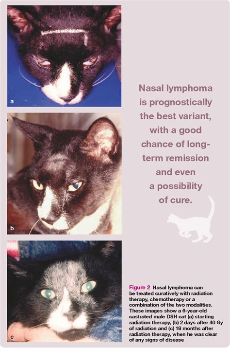 Figure 2 From Extranodal Lymphoma In The Cat Semantic Scholar