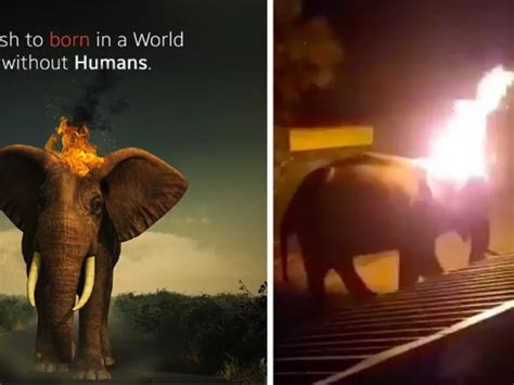 Elephant Dies After Villagers Throw Burning Tyre At It Celebs Call It