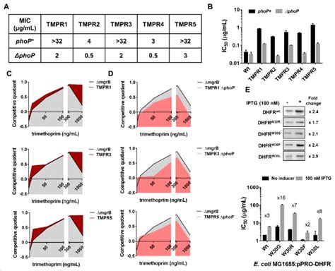 Synergy Between Mgrb And Fola Mutations Alters The Fitness Landscape Of
