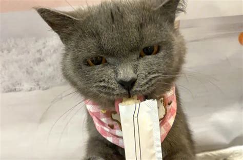 猫条什么牌子好 宠物网问答