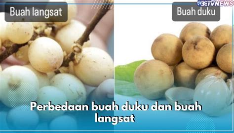 Bak Pinang Dibelah Dua Kenali 5 Perbedaan Buah Duku Dan Langsat