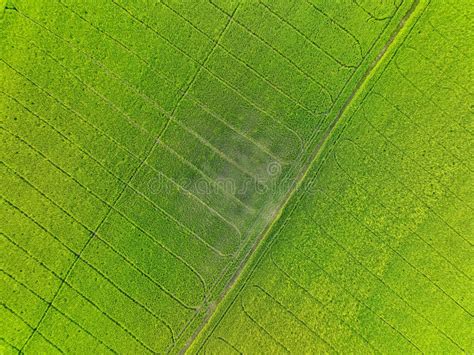 Sustainable Agriculture Aerial View Of Green Rice Farm Beauty Nature