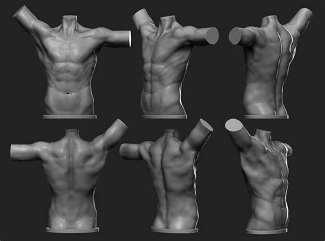 Torso 3d Model Modèles 3d De Torse à Télécharger Gratuitement Foxjx